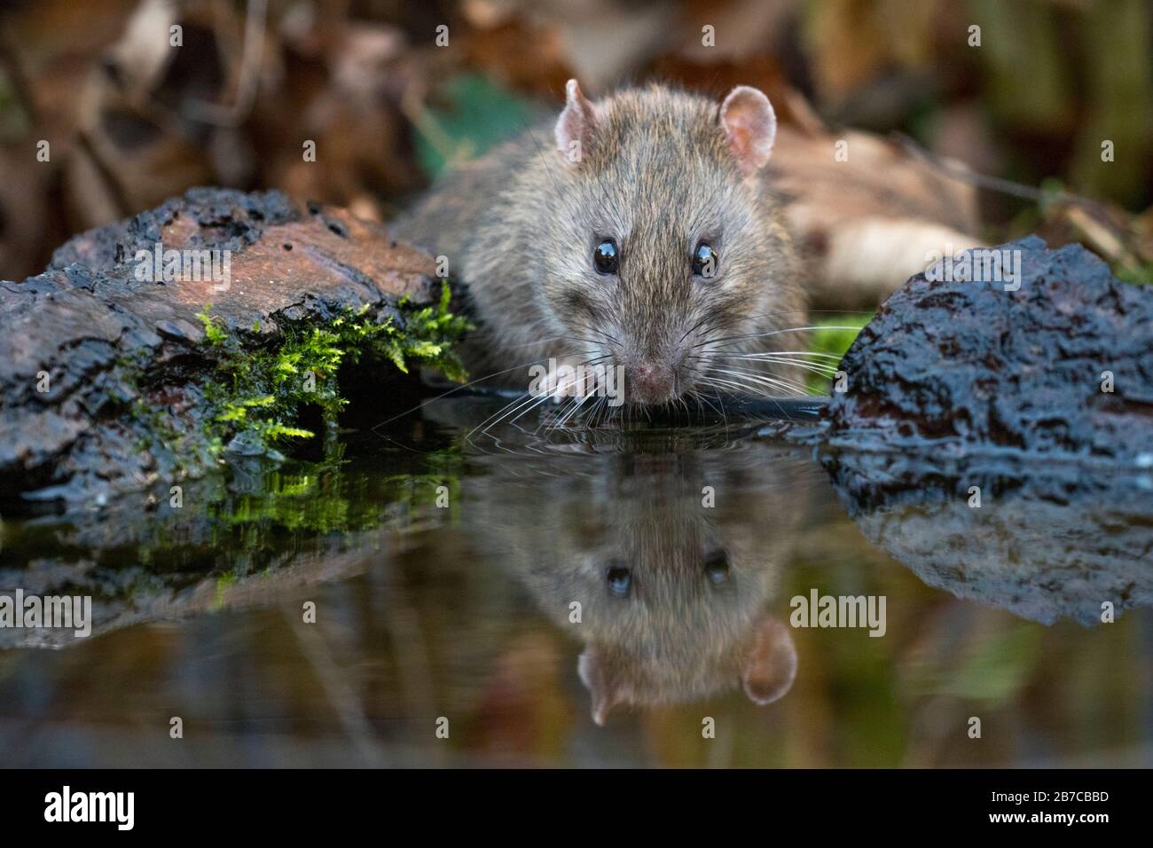 Brown rat reflected in the water whilst drinking, York, North Yorkshire ...