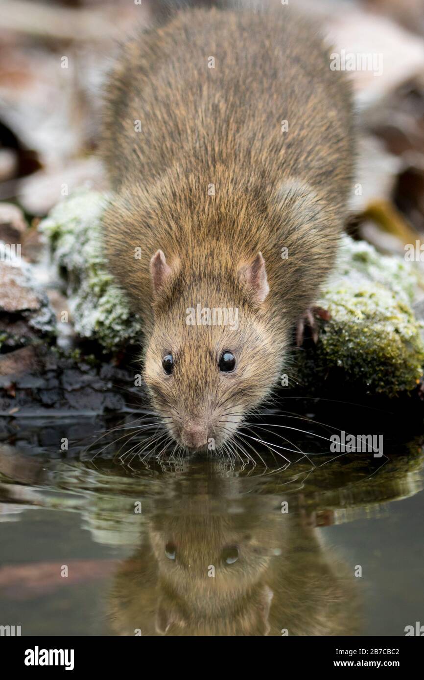 Norwegian rat hi-res stock photography and images - Alamy