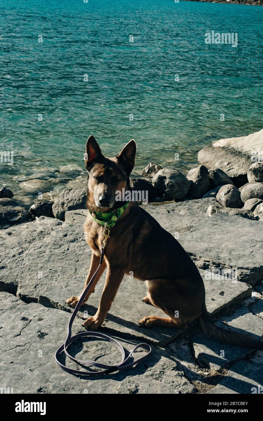 portrait of a young german shepherd on Lake Louise, Banff National Park ...