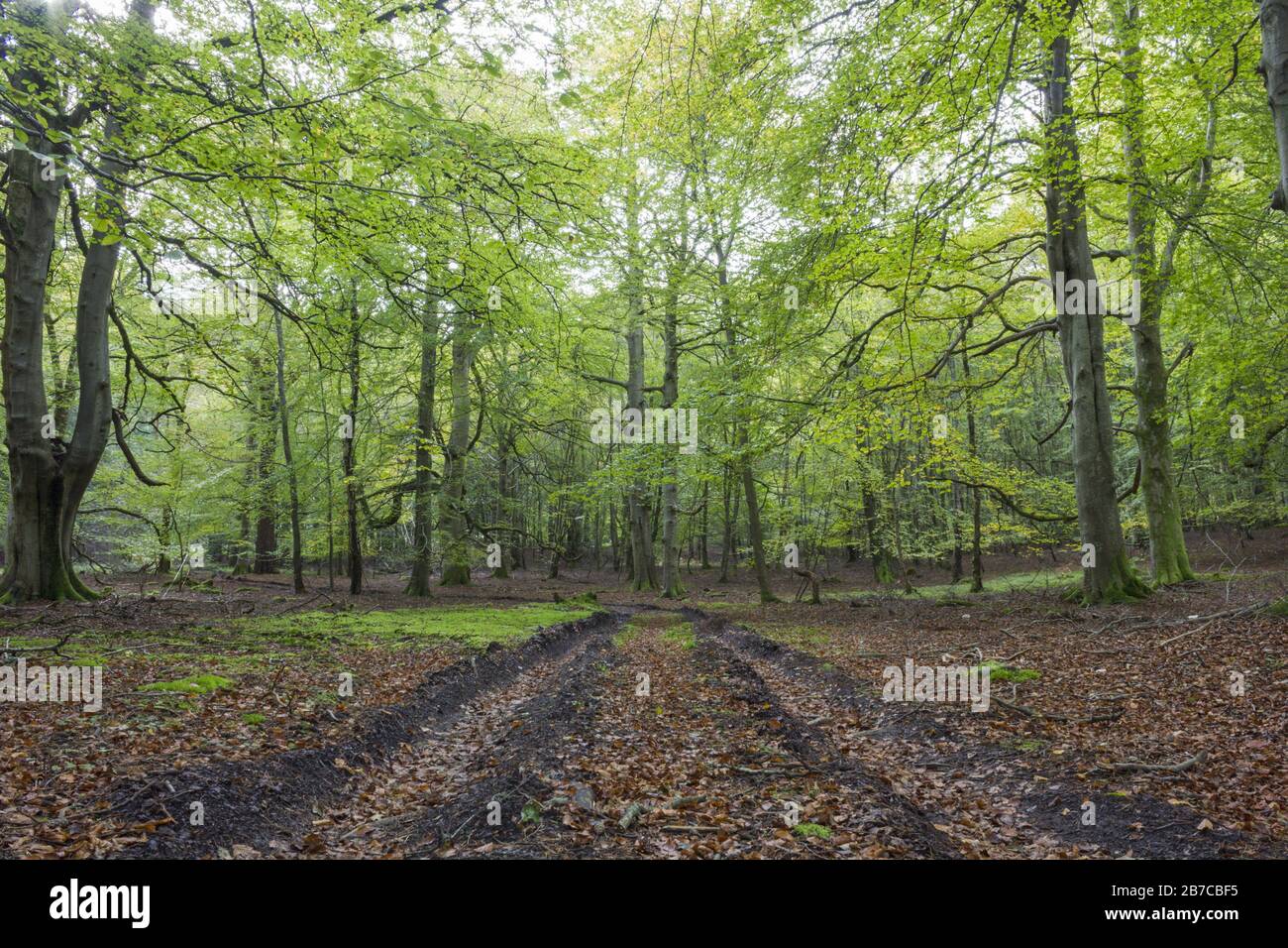 lush forest landscape Stock Photo - Alamy