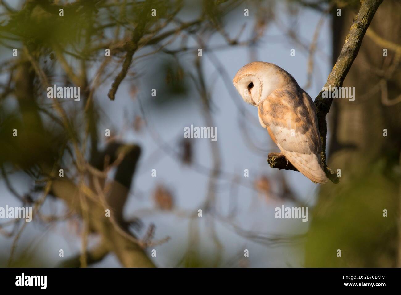 English barn owl in tree hi-res stock photography and images - Alamy