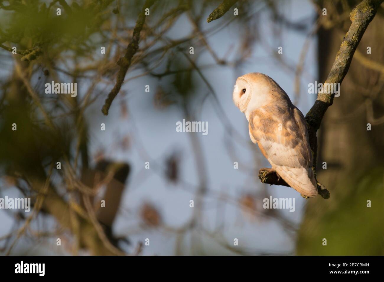 English barn owl in tree hi-res stock photography and images - Alamy