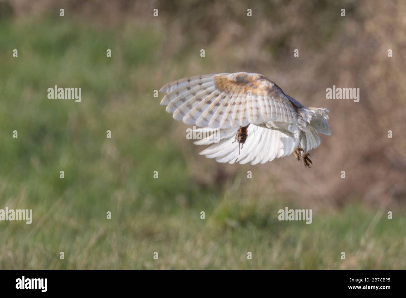 Flying with prey in the bill hi-res stock photography and images - Alamy