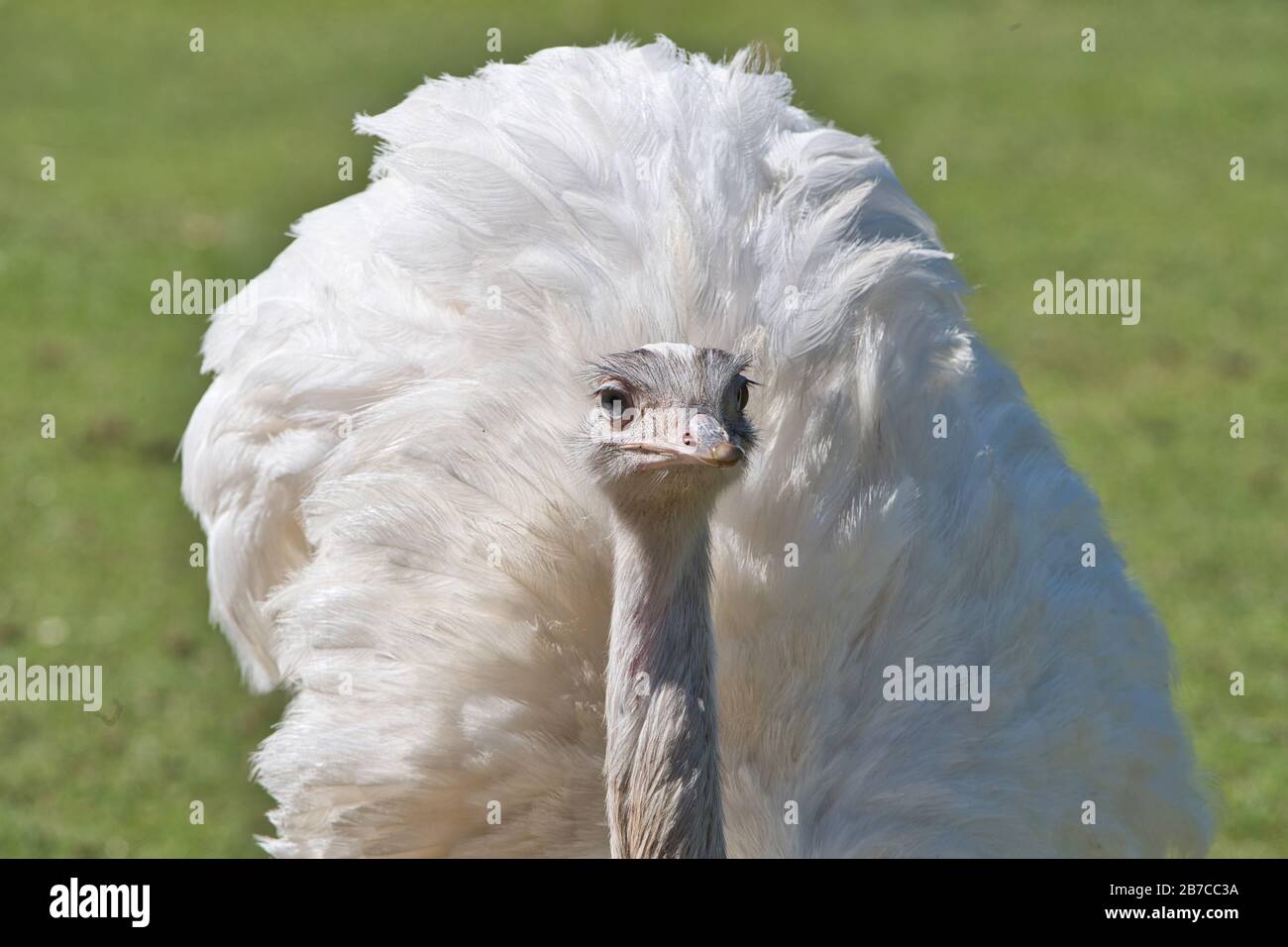 Greater rhea, Nandu, Rhea americana, Vogel, Vögel,Bird, Palaeognathae ...