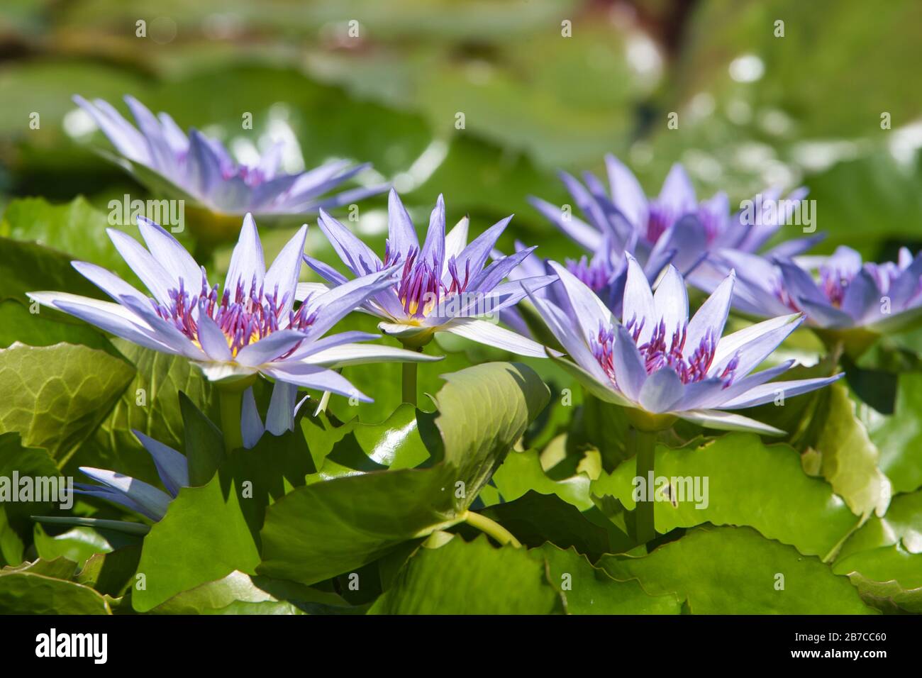 Seerose,Teichrose,Wasserpflanze,Pflanze,Nymphaea, Spermatophytina ...