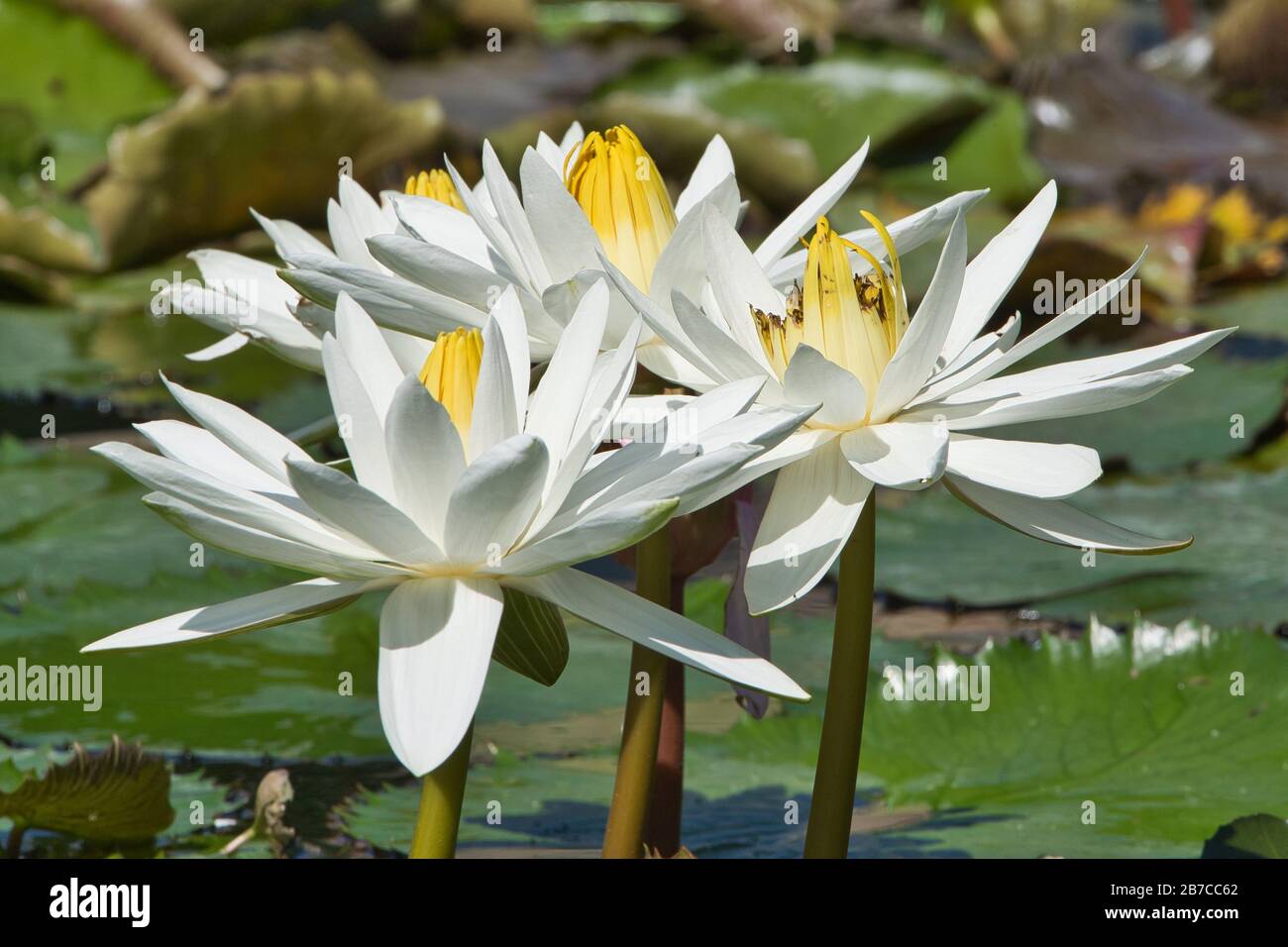 Seerose,Teichrose,Wasserpflanze,Pflanze,Nymphaea, Spermatophytina ...