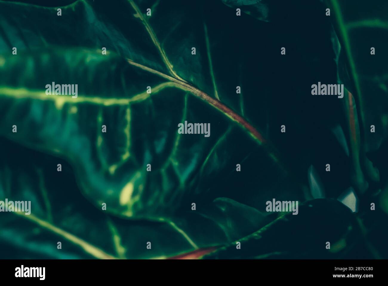 Green leaf texture as tropical botanical garden background, nature and ...