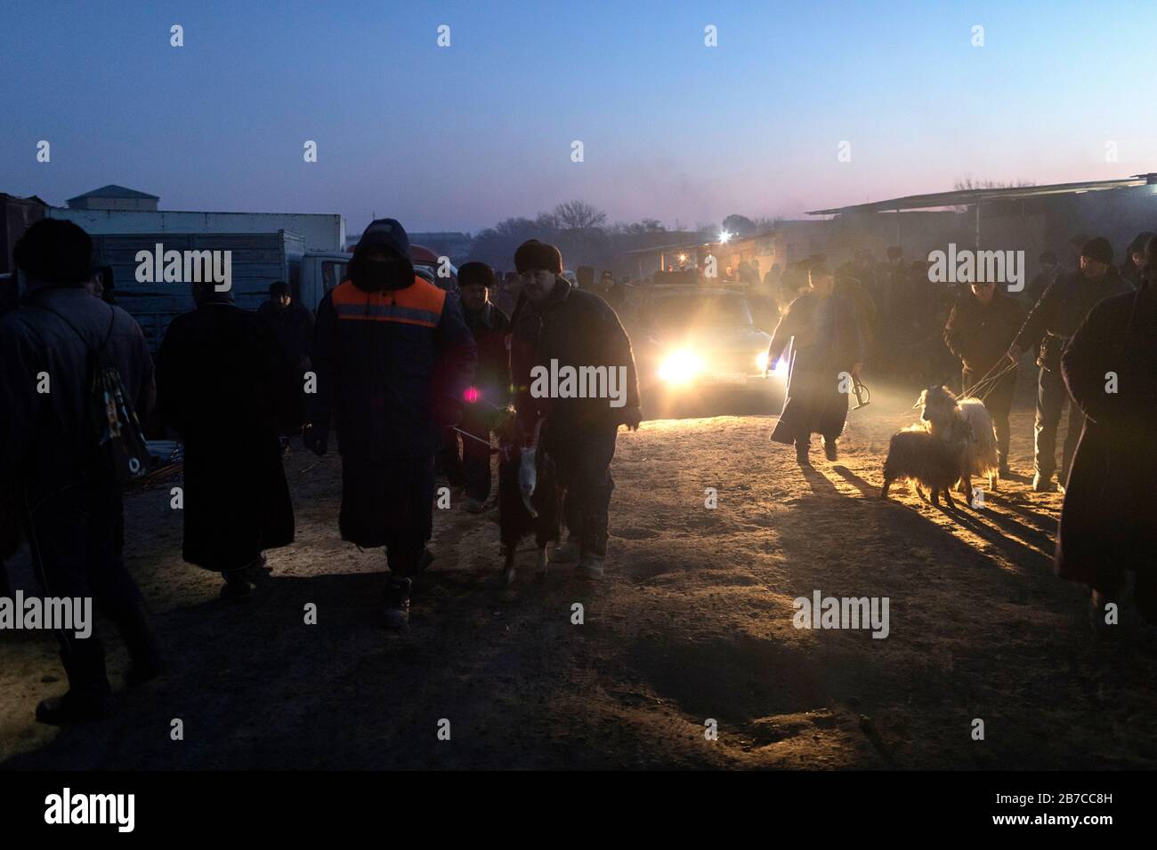 Men cene at morning cattle market in a village near Bukhara, Uzbekistan ...