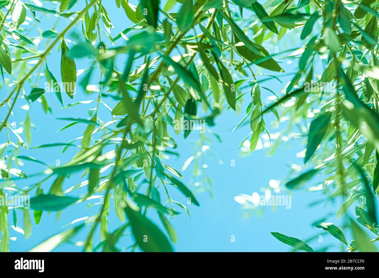 Olive tree leaves and blue sky in sunny summer, botanical background ...
