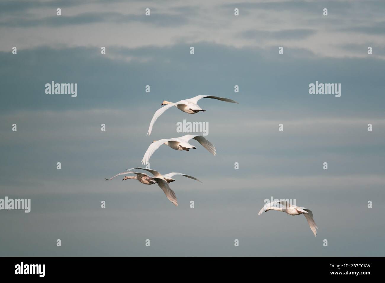 White swan flies in hi-res stock photography and images - Alamy