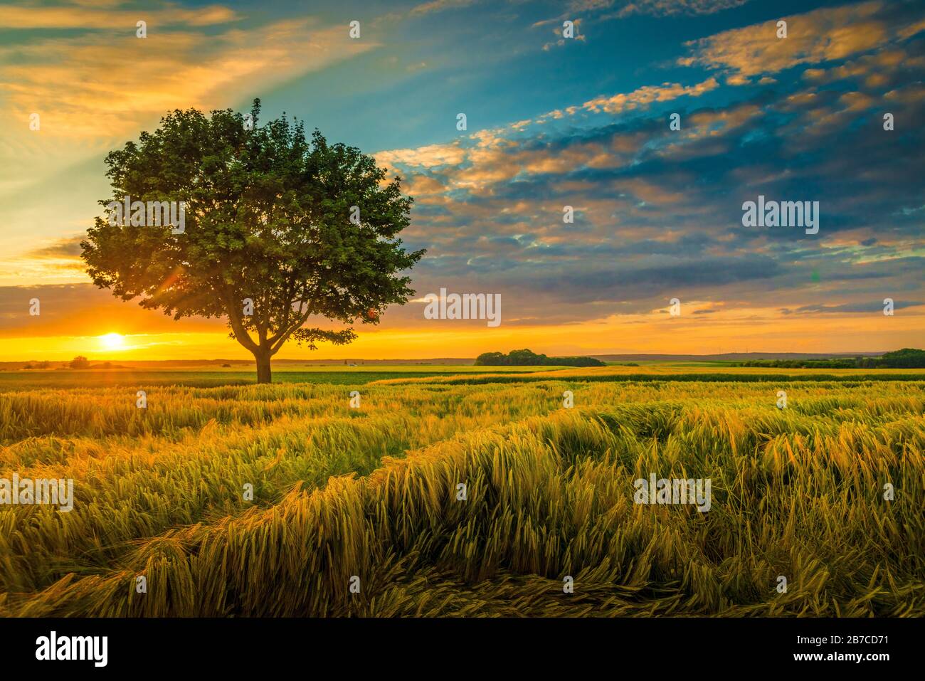 Wide angle shot of a single tree growing under a clouded sky during a ...