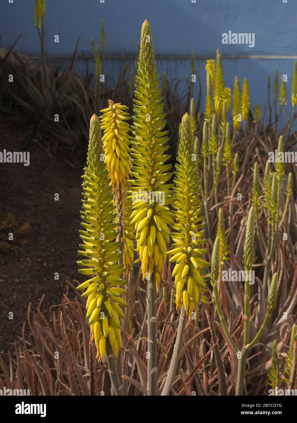 Yellow spikes of Aloe Vera flowers with a blue wall backdrop, commonly ...