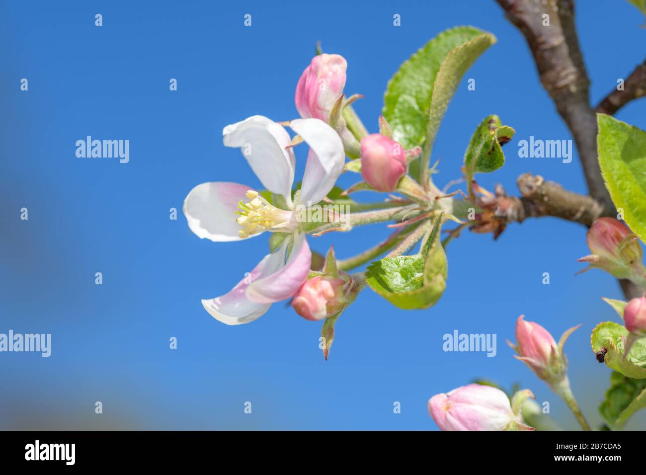The apple blossom signals the phenological full spring Stock Photo - Alamy