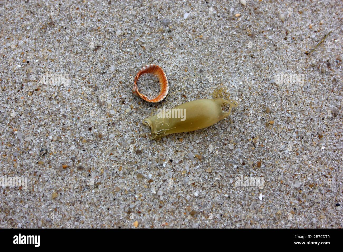 Beach Animals And Plants High Resolution Stock Photography and Images ...