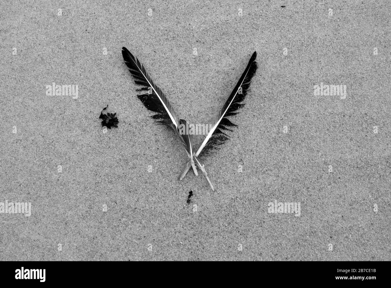 Black Boned High Resolution Stock Photography and Images - Alamy