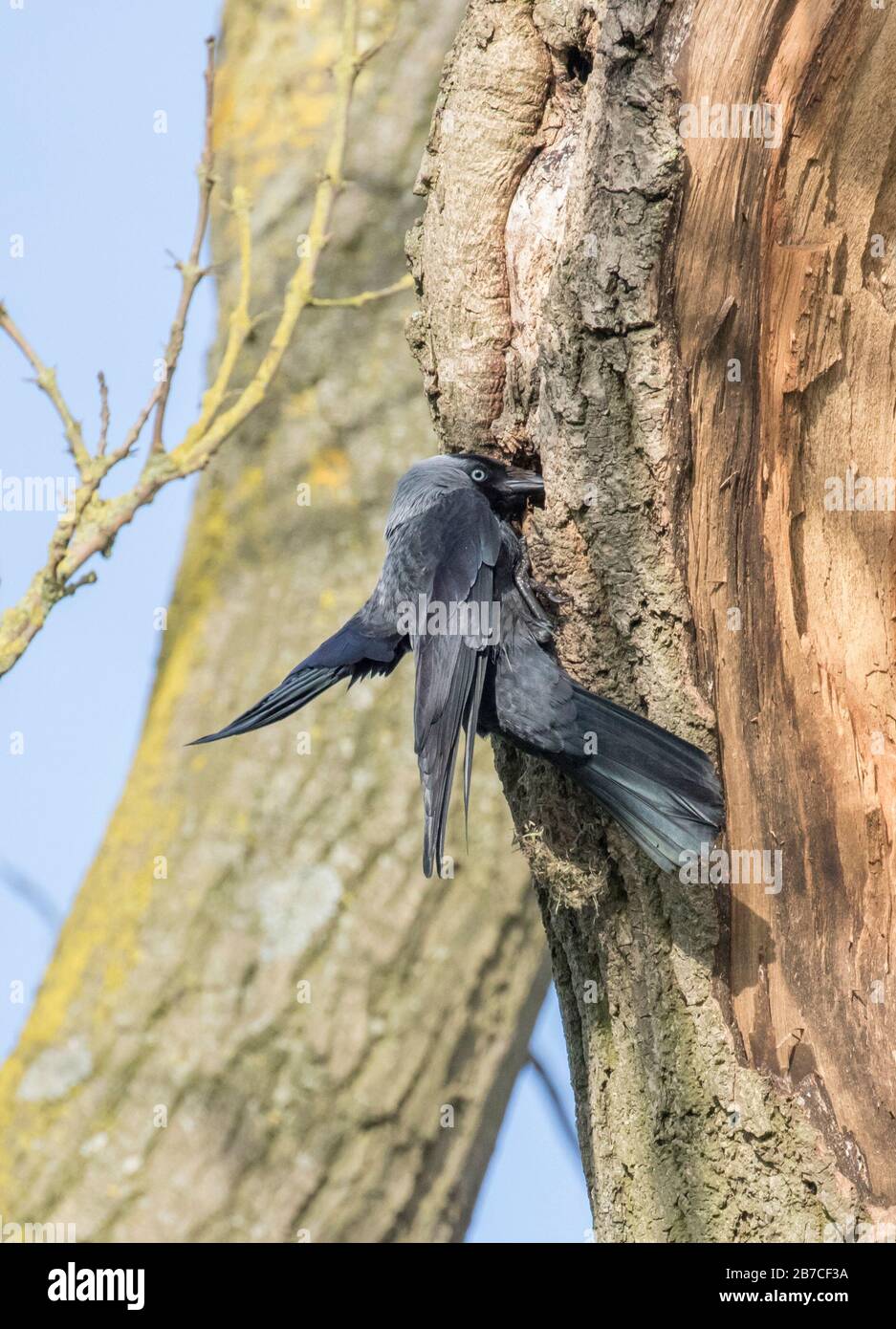 Jackdaw nest hi-res stock photography and images - Alamy