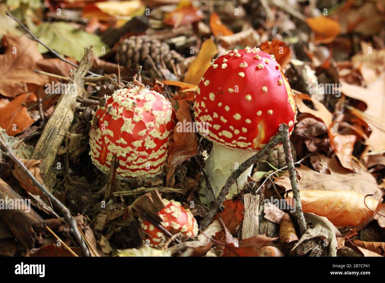Poisonous red mushroom with a white stem and white dots on the ground ...