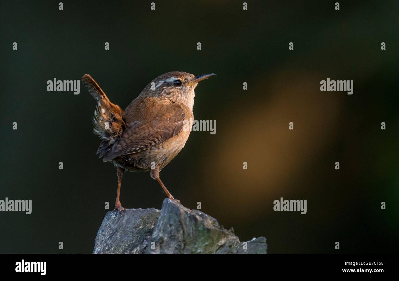 Wren great britain hi-res stock photography and images - Alamy