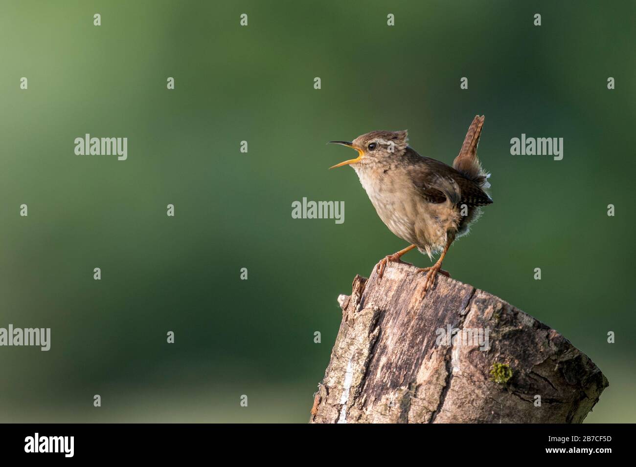 Wren great britain hi-res stock photography and images - Alamy