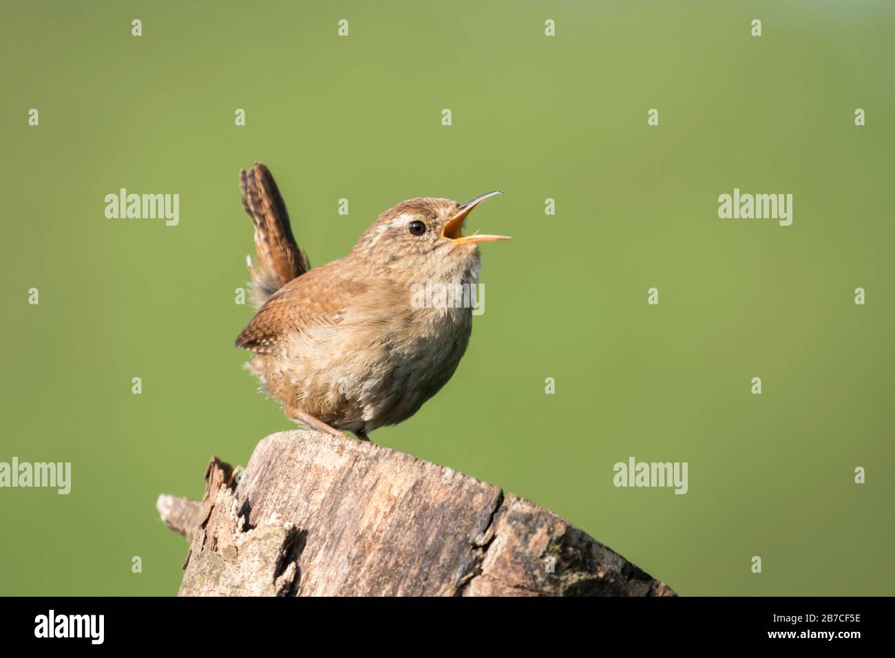 Eurasian wren singing perched on a log, York, England, UK Stock Photo ...