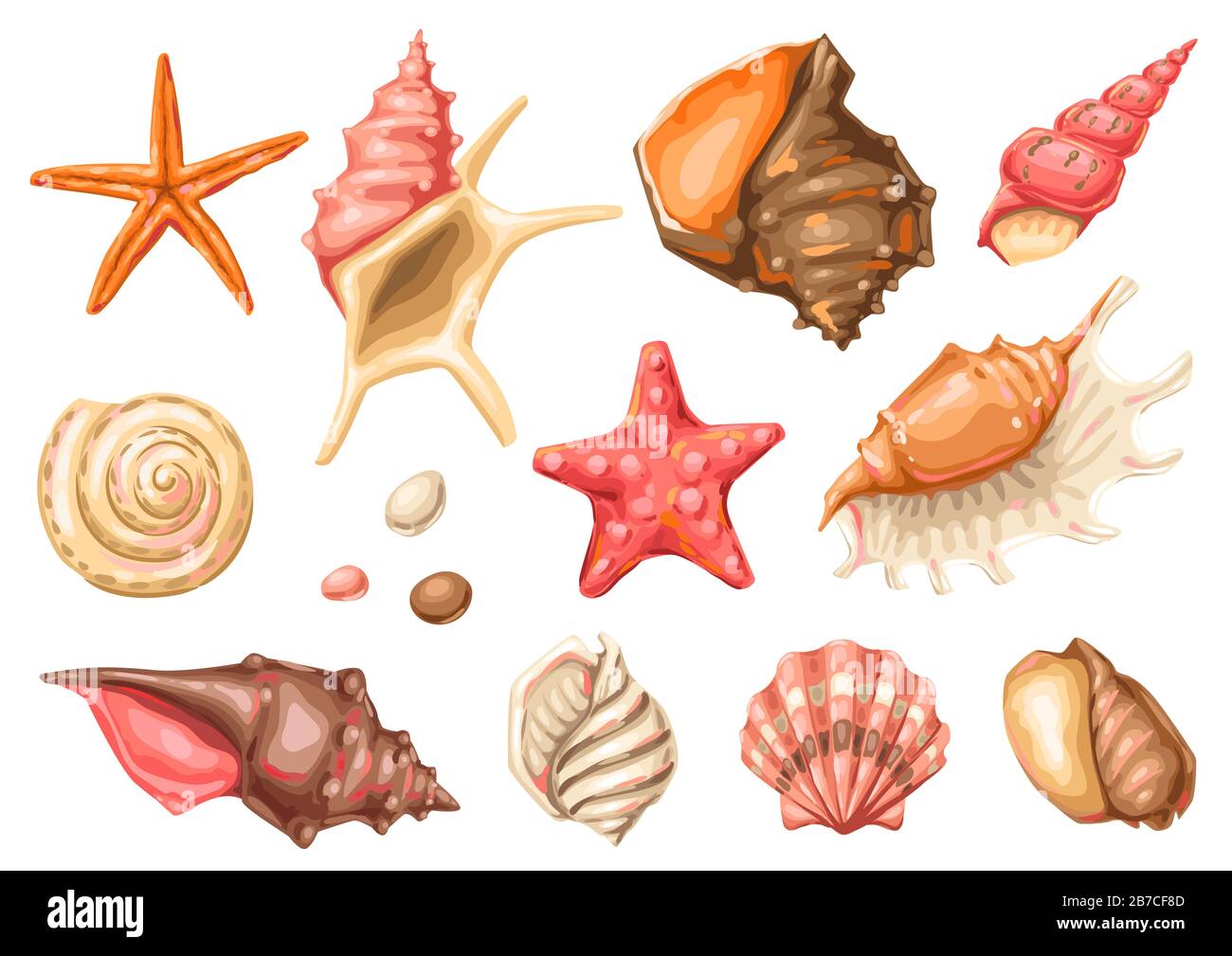 Set of seashells. Tropical underwater mollusk shells Stock Vector Image ...