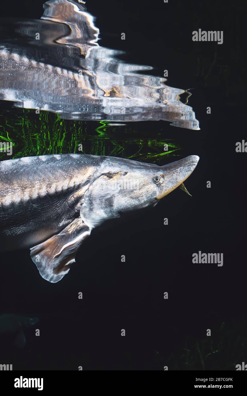 Sturgeon fish swimming hi-res stock photography and images - Alamy