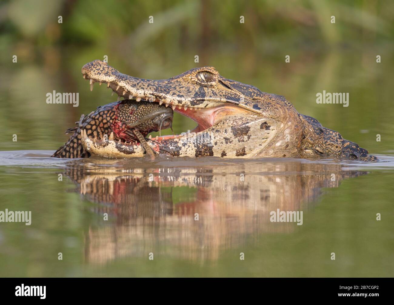 Caiman eating a fish in the Pantanal, Brazil Stock Photo - Alamy