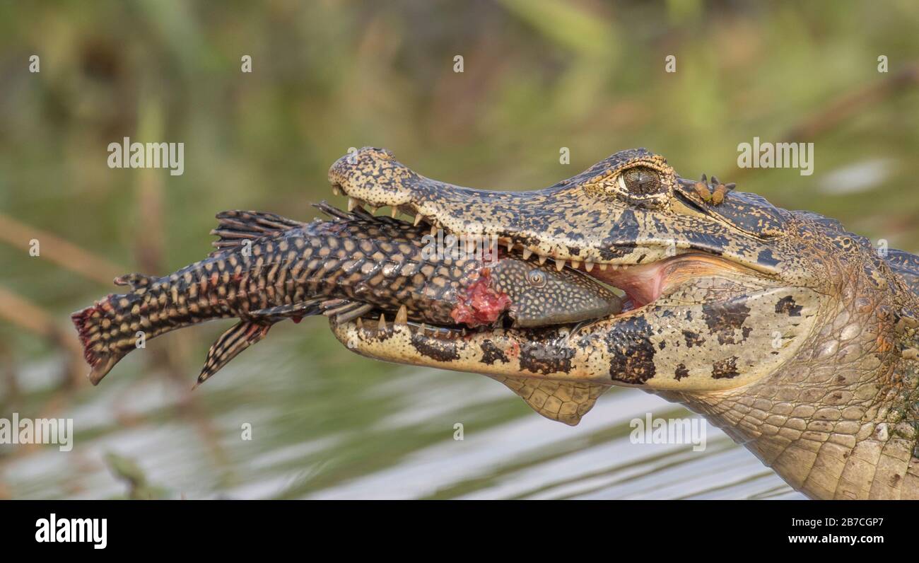 Caiman eating a fish in the Pantanal, Brazil Stock Photo - Alamy