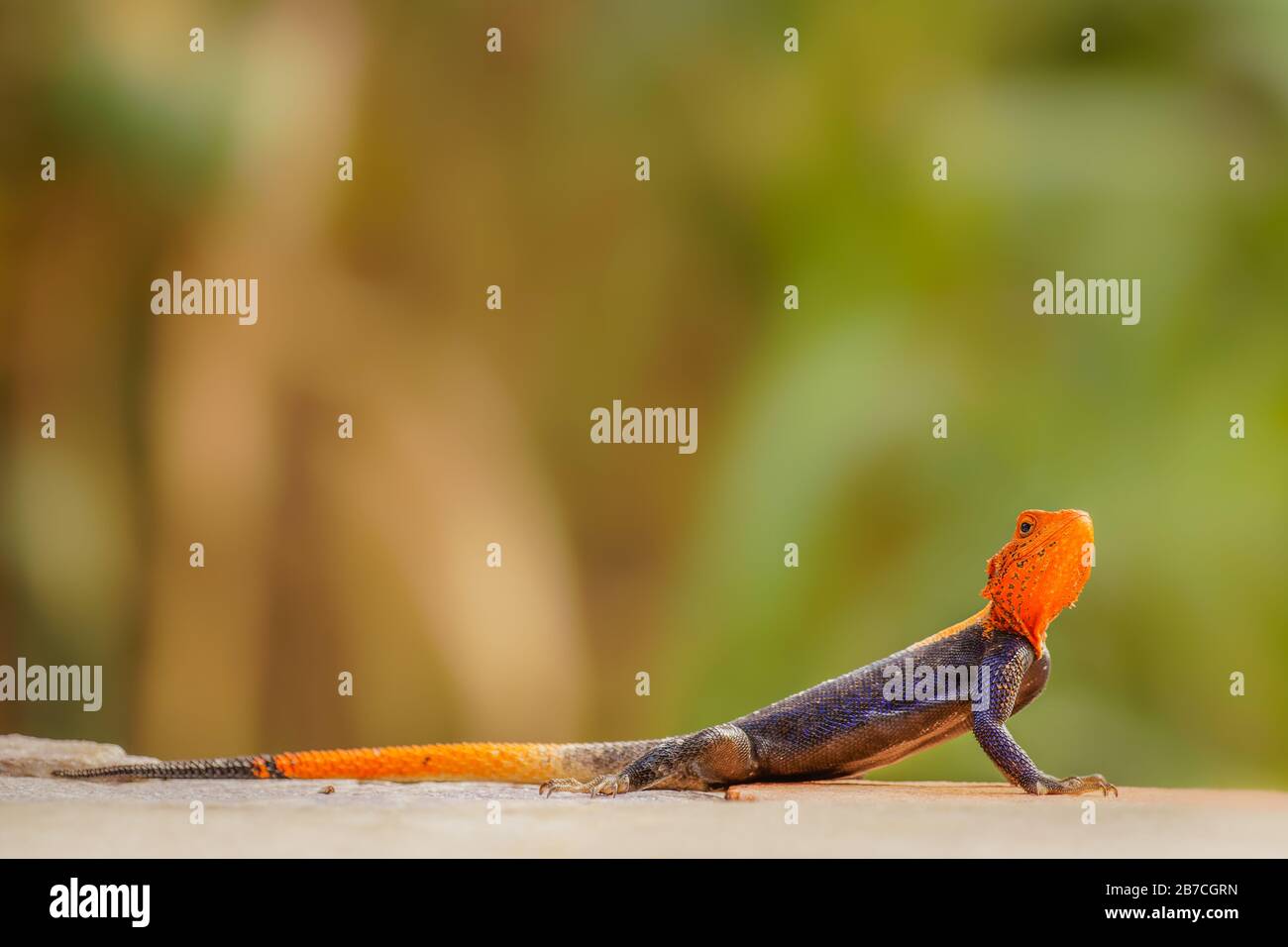 A male african rainbow lizard or red headed agama, Murchison Falls ...