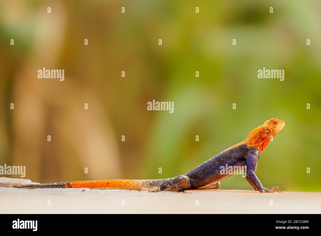 A male african rainbow lizard or red headed agama, Murchison Falls ...