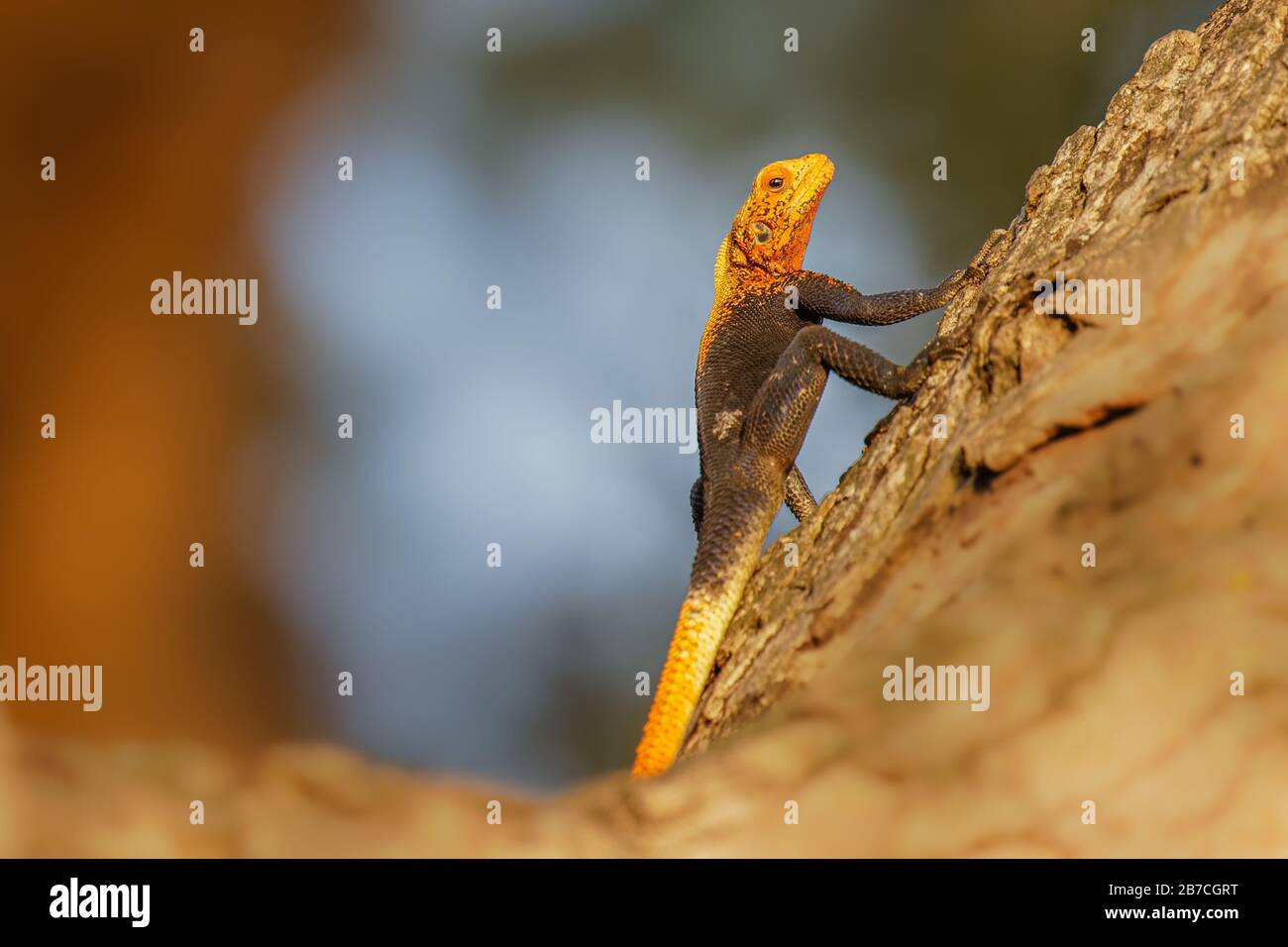 A male african rainbow lizard or red headed agama, Murchison Falls ...