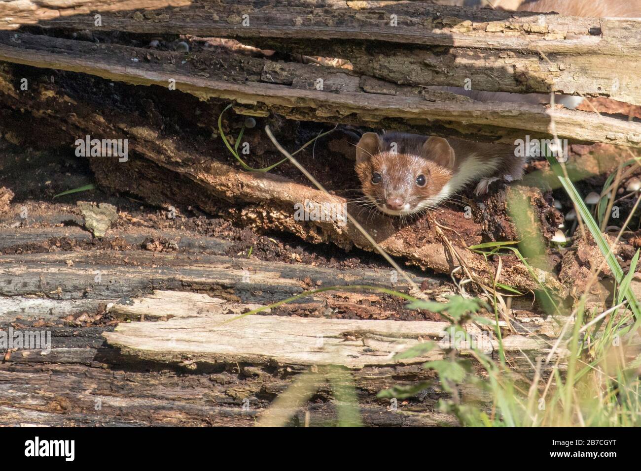 Stoat peeking our from under a log, Studley Royal Park, Yorkshire ...