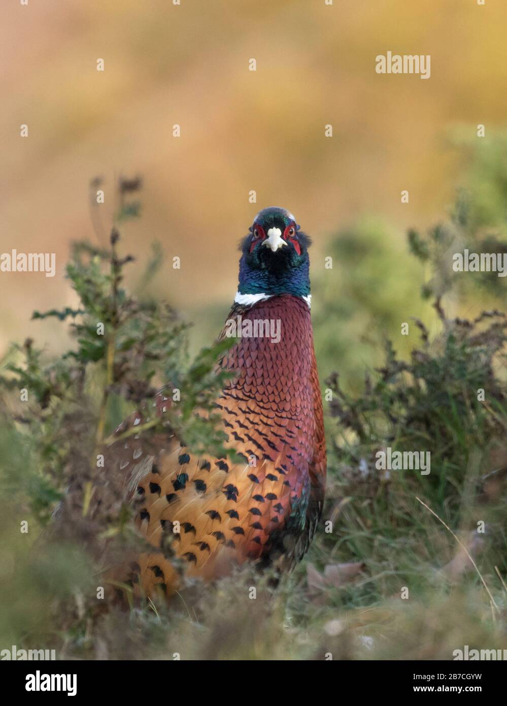 Common pheasant staring at the camera, Studley Royal Park, North ...