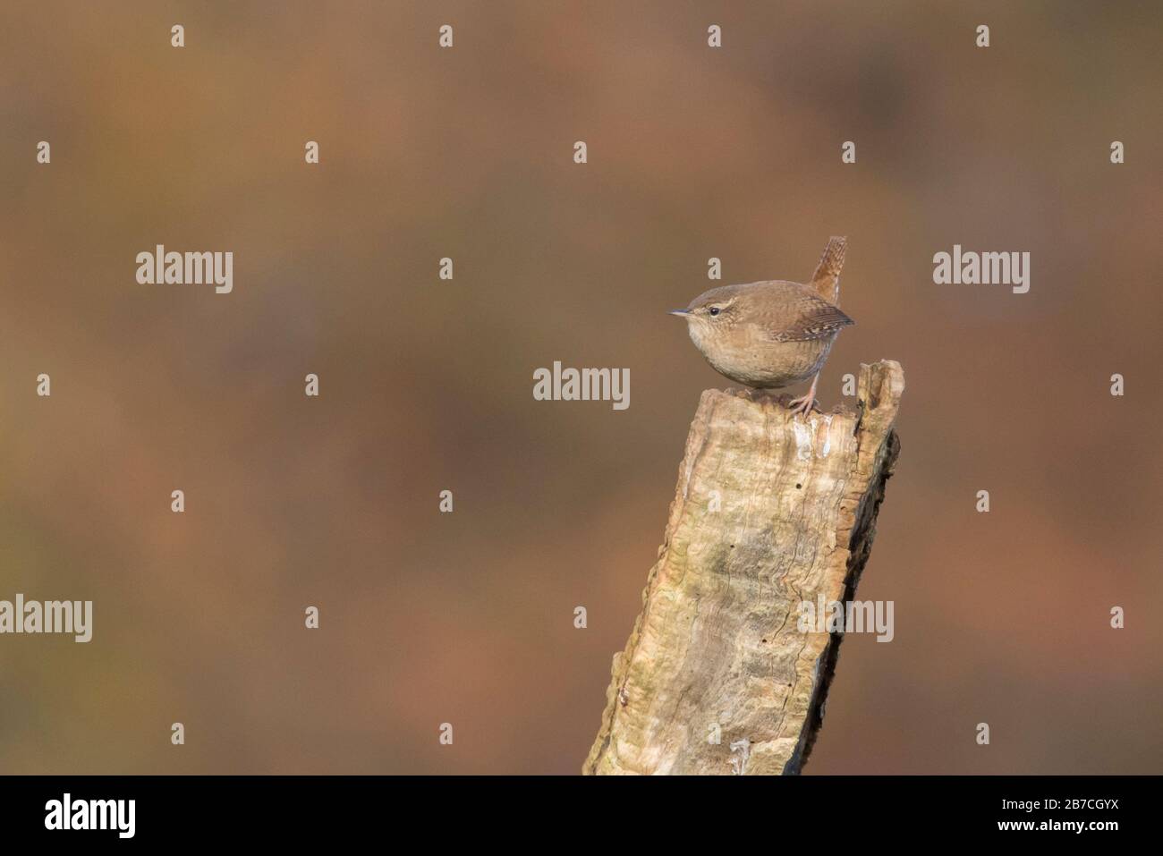 Eurasian wren posing on a log, Studley Royal Park, North Yorkshire ...