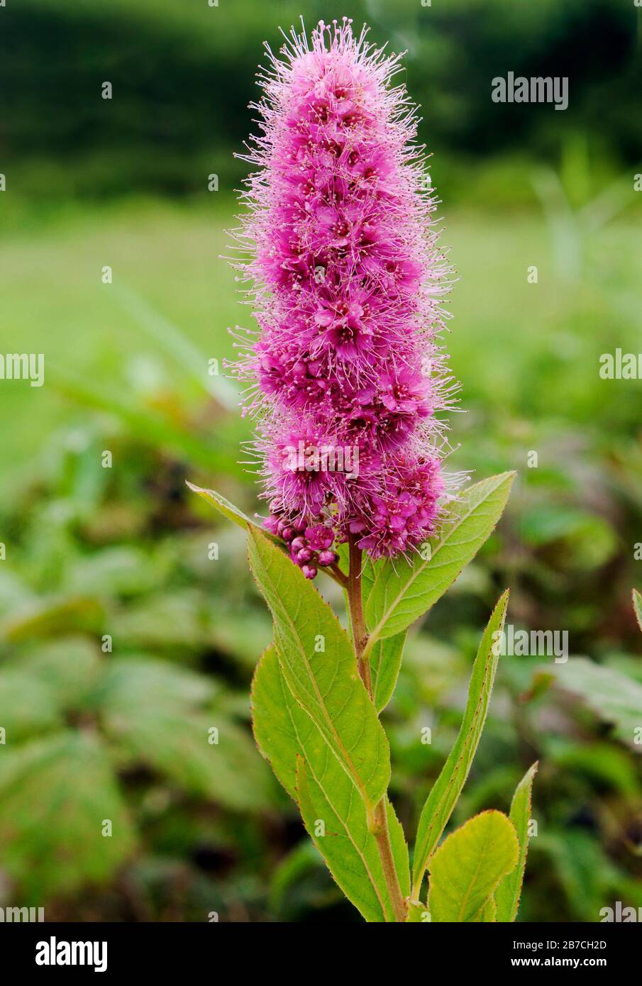 Image of a beautiful pink flower on long stem Stock Photo - Alamy