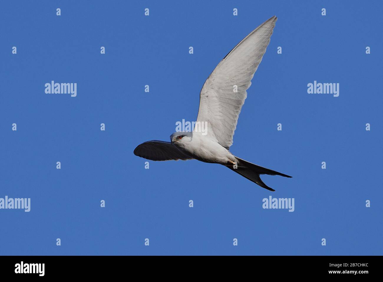African swallow-tailed in flight with blue skies in the background ...