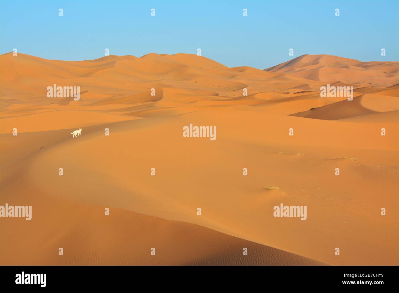 Sahara dog hi-res stock photography and images - Alamy