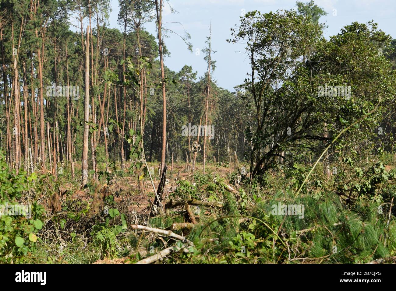 Kenya rainforest aerial hi-res stock photography and images - Alamy