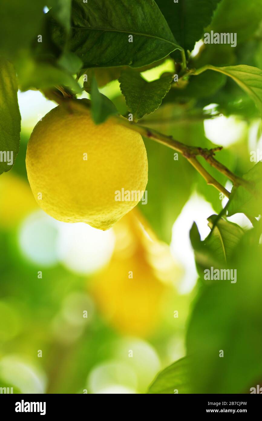 Lemon fruit close up on tree branch Stock Photo - Alamy