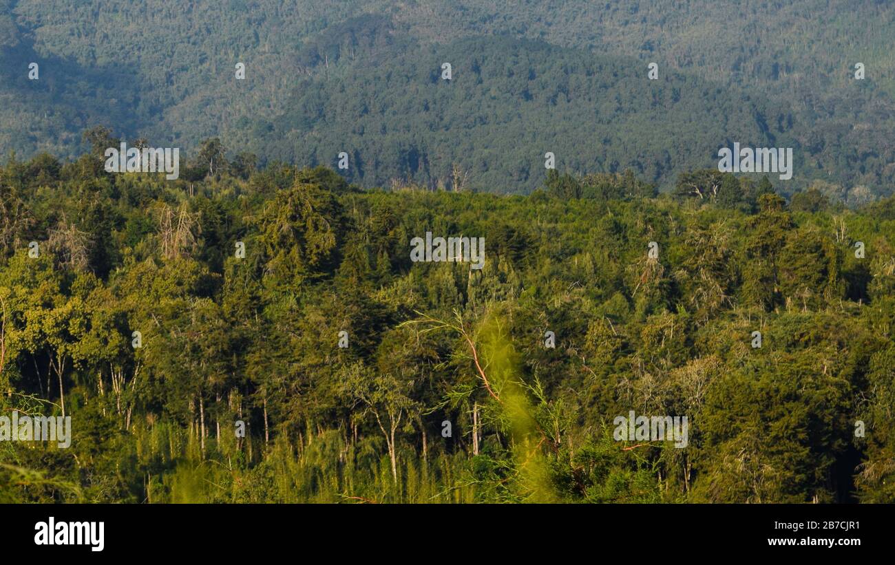 Trees in the forest in the Aberdare Ranges, Kenya Stock Photo - Alamy