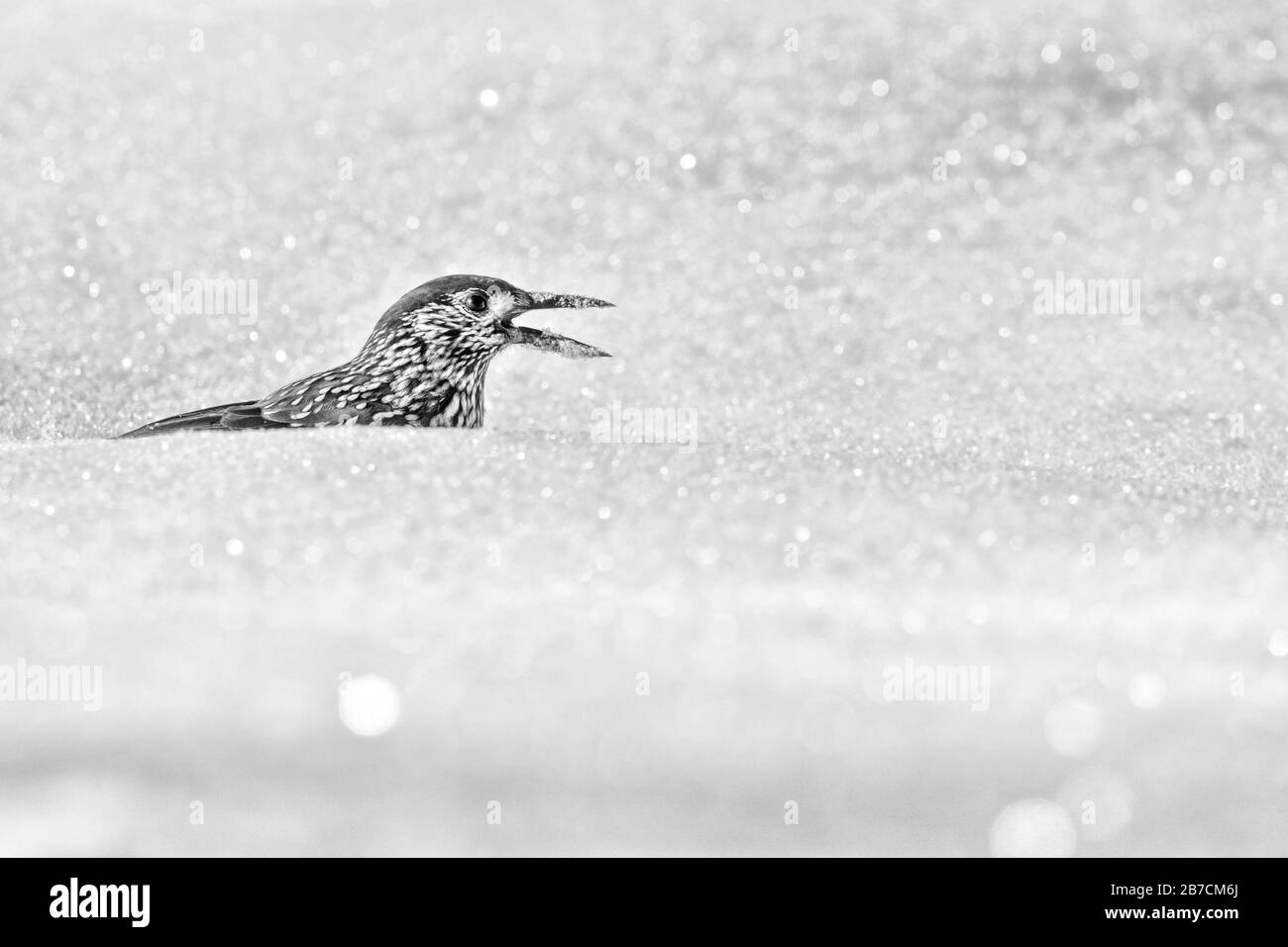 Spotted nutcracker nucifraga caryocatactes Black and White Stock Photos ...