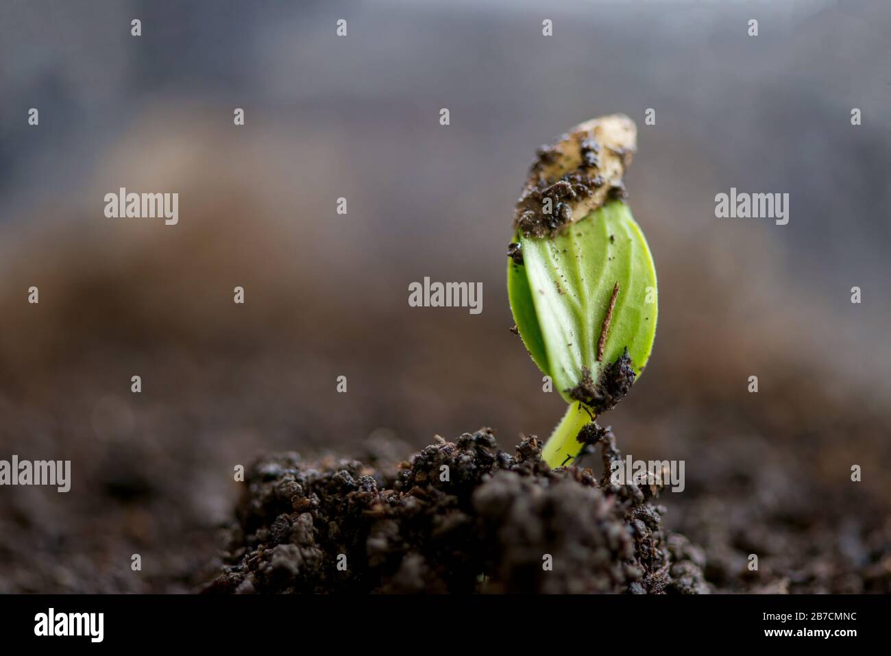 Sprouted cucumbers hi-res stock photography and images - Alamy