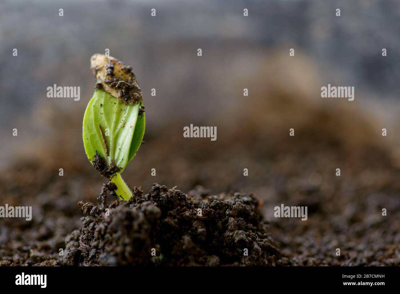Sprouted cucumber seeds - extreme close up, selective focus, copy space ...