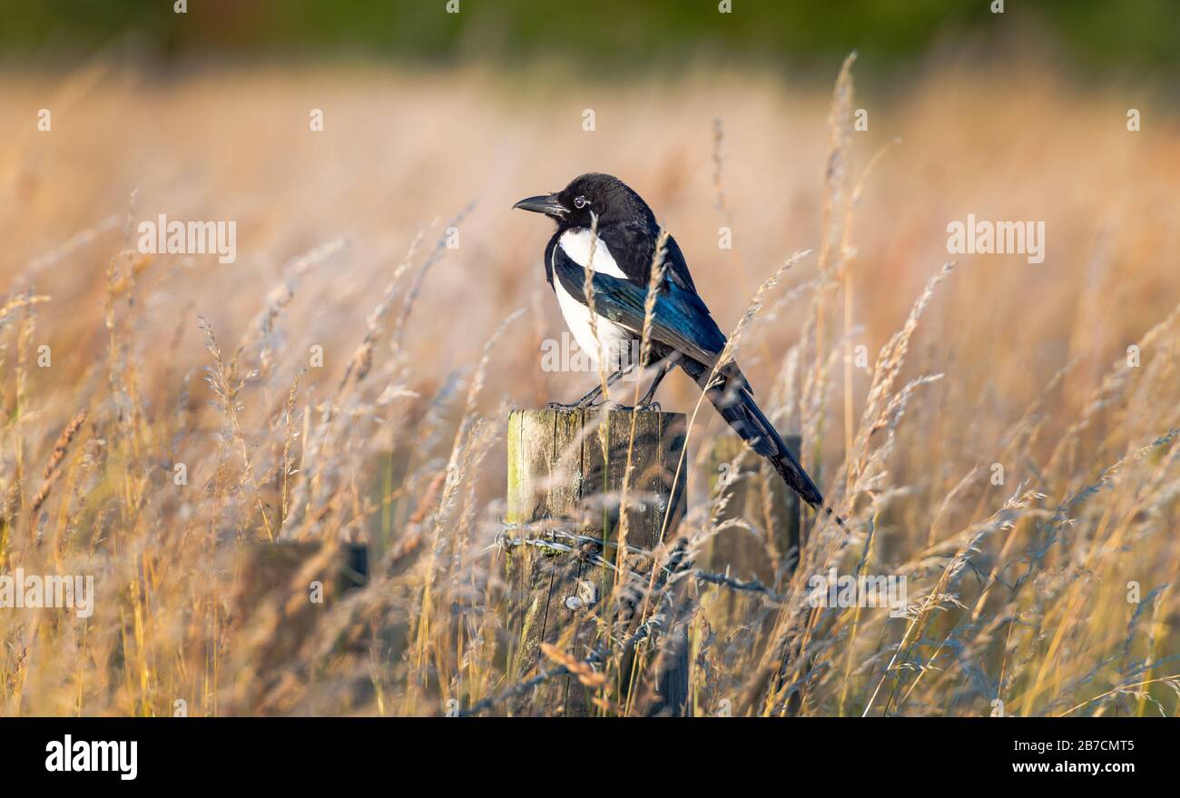 Long tailed magpie hi-res stock photography and images - Alamy