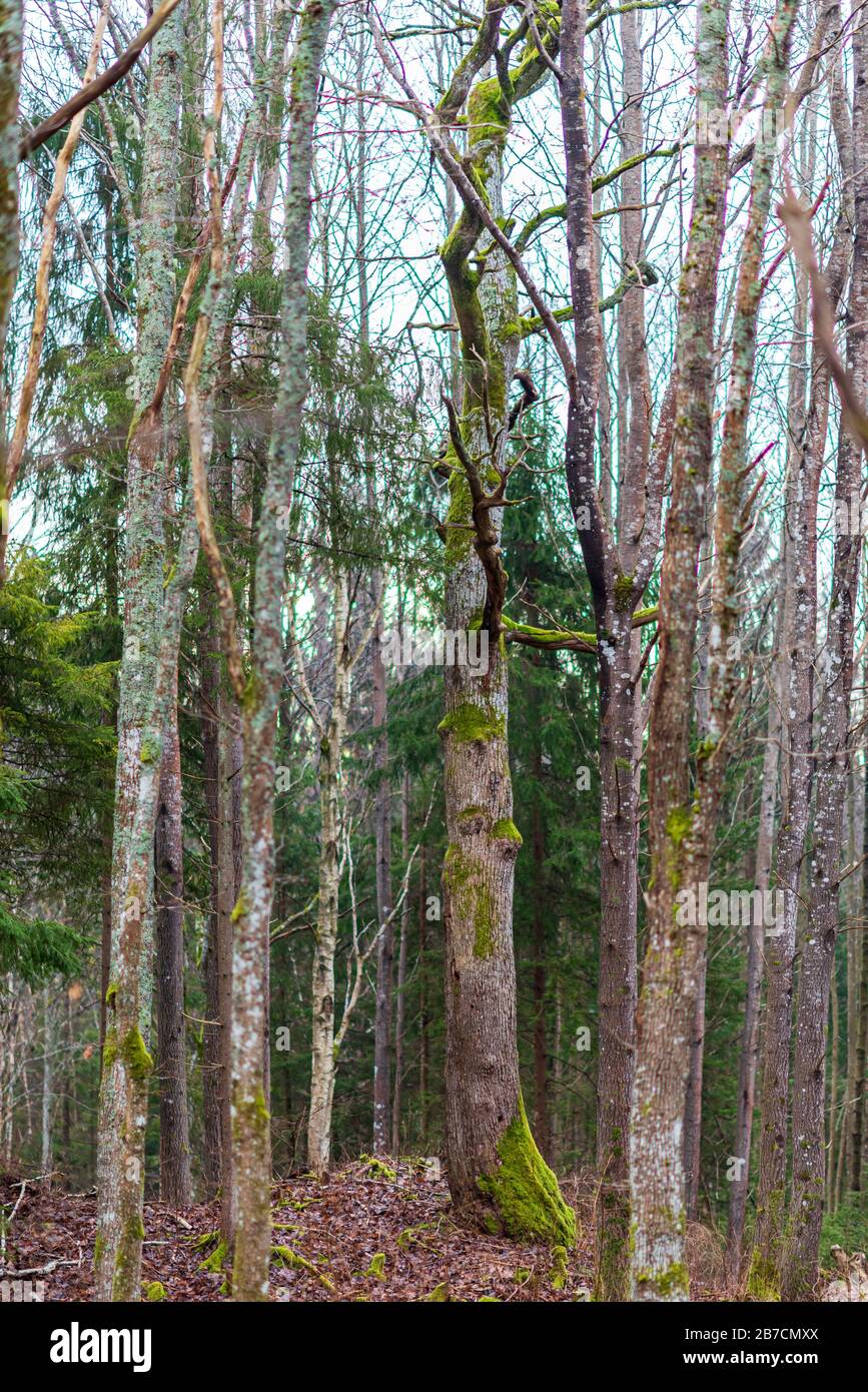 Dark spooky jungle hi-res stock photography and images - Alamy