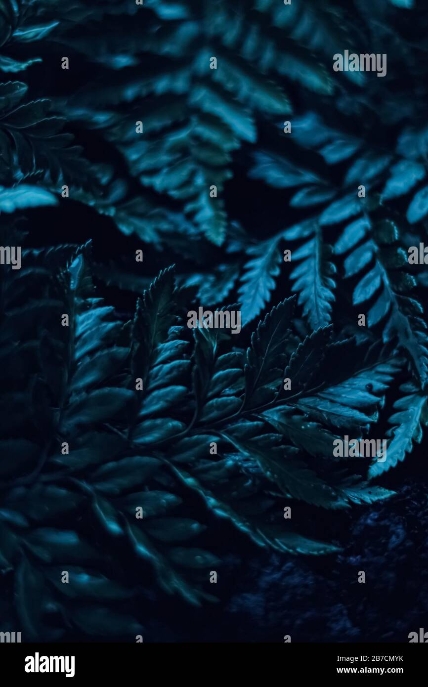 Blue plant leaves at night as surreal botanical background, minimal ...