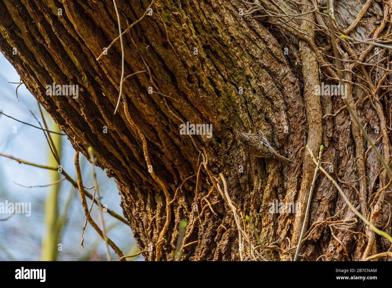 a garden tree runner is well camouflaged and is walking on a tree trunk ...