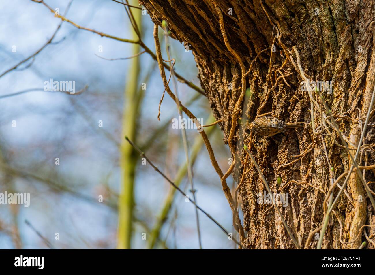 a garden tree runner is well camouflaged and is walking on a tree trunk ...