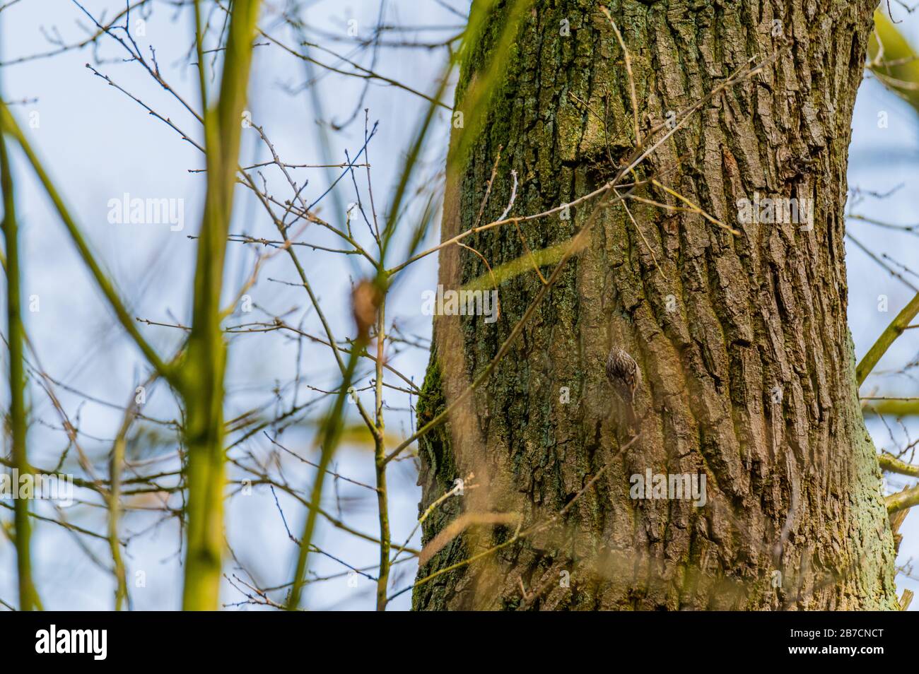 a garden tree runner is well camouflaged and is walking on a tree trunk ...