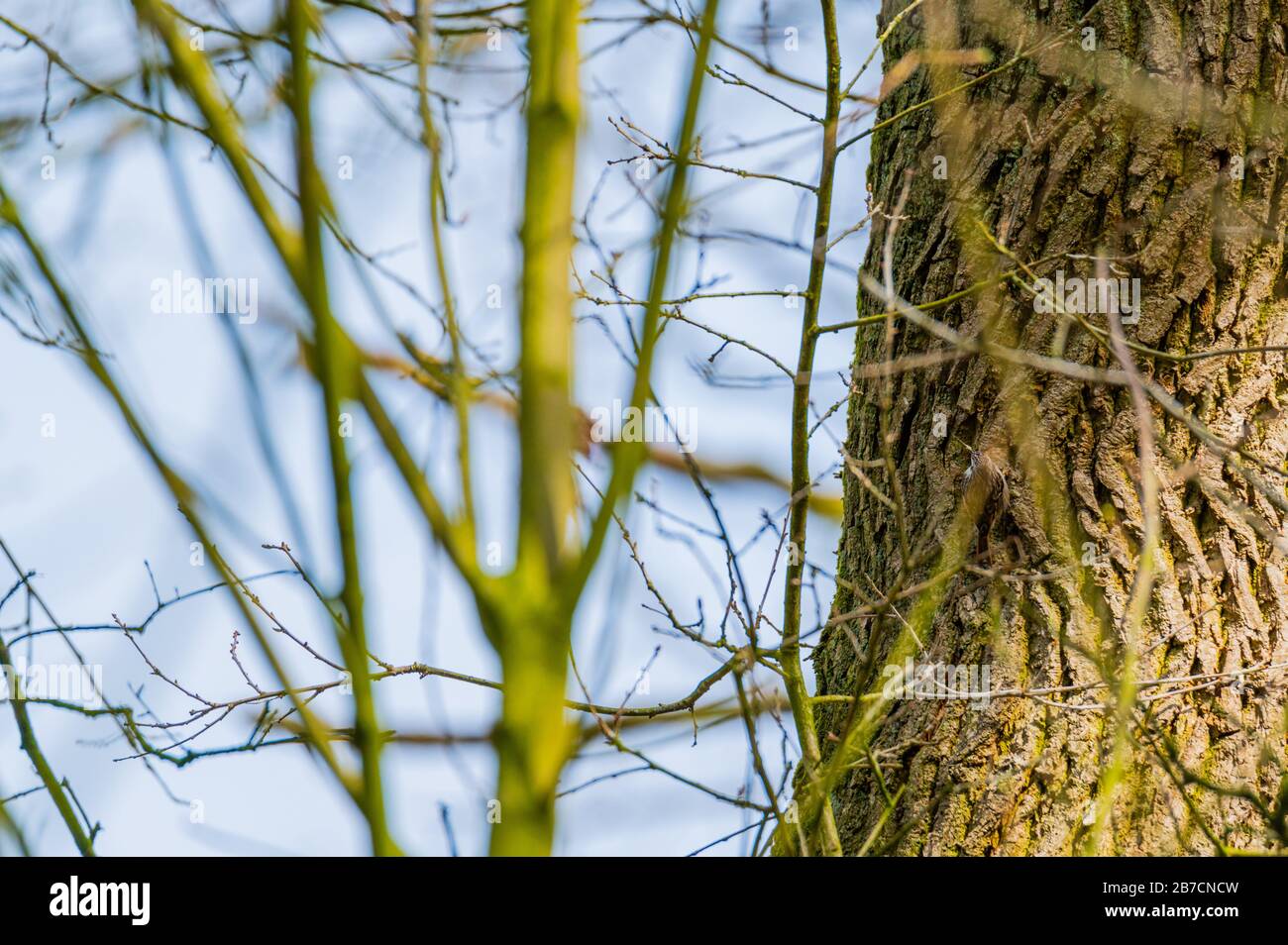 a garden tree runner is well camouflaged and is walking on a tree trunk ...